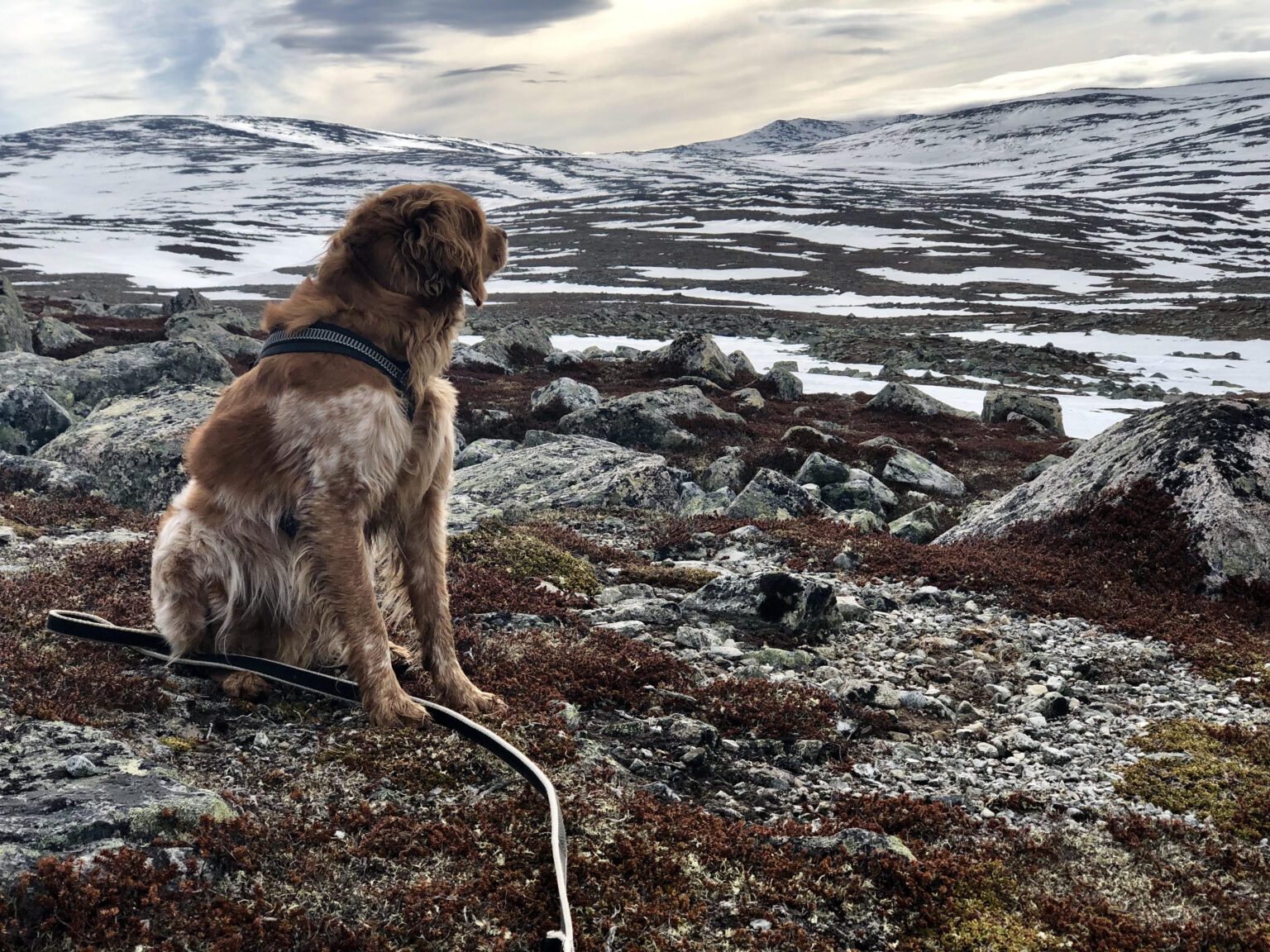 Feragen fjellstyre - Bygdefolket.no